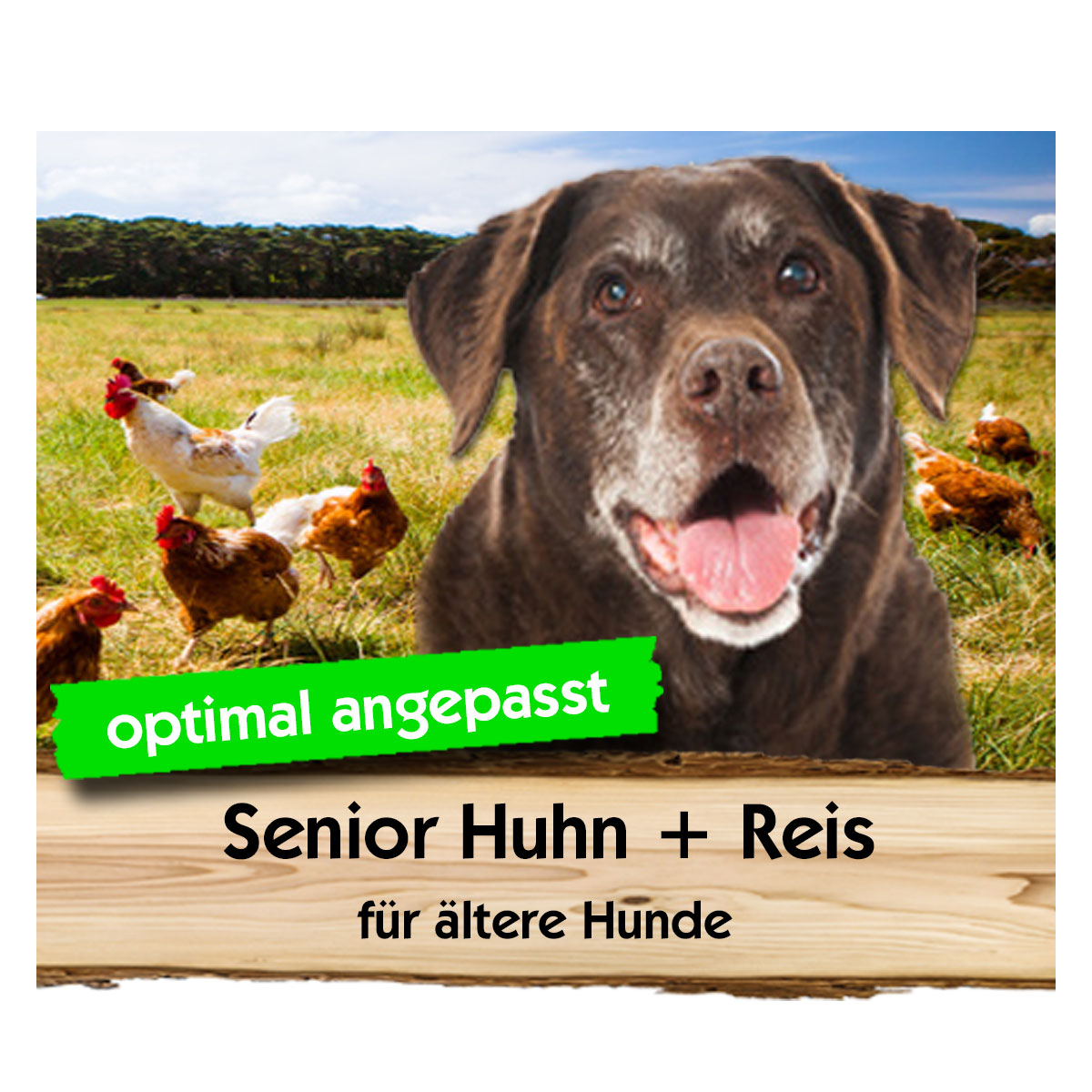 Senior Huhn + Reis | Max-Hamster